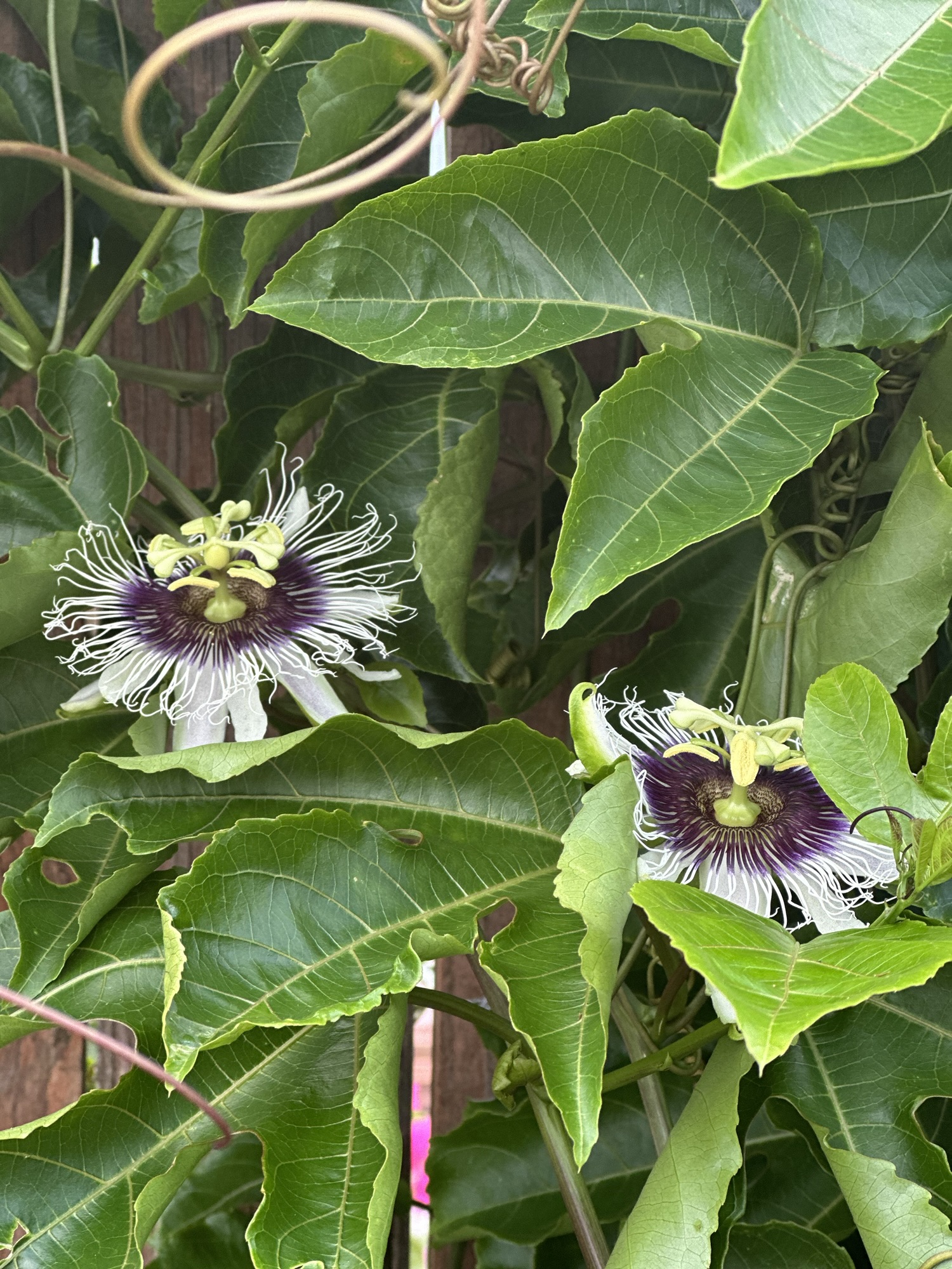 This weeks flowers – Stine Writing